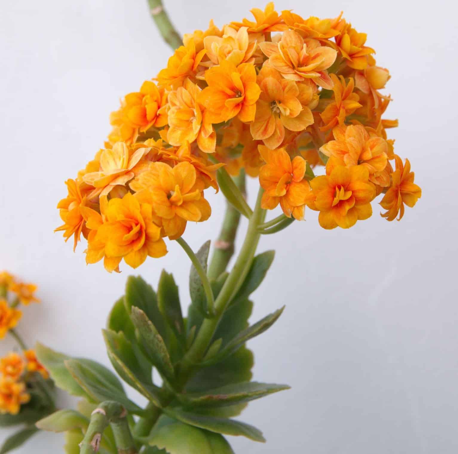 Caring for Succulents: Everything You Need to Know - Conklyn's Florist